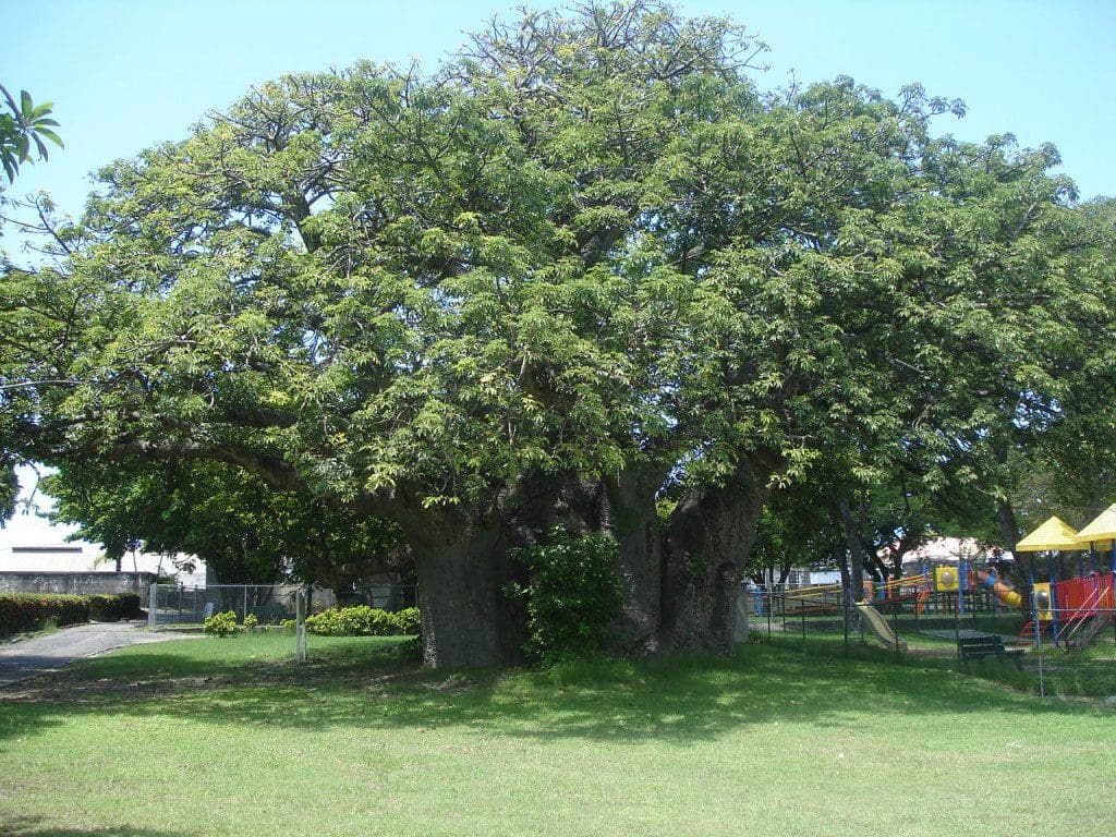 What To Do In Barbados - Covington Travel