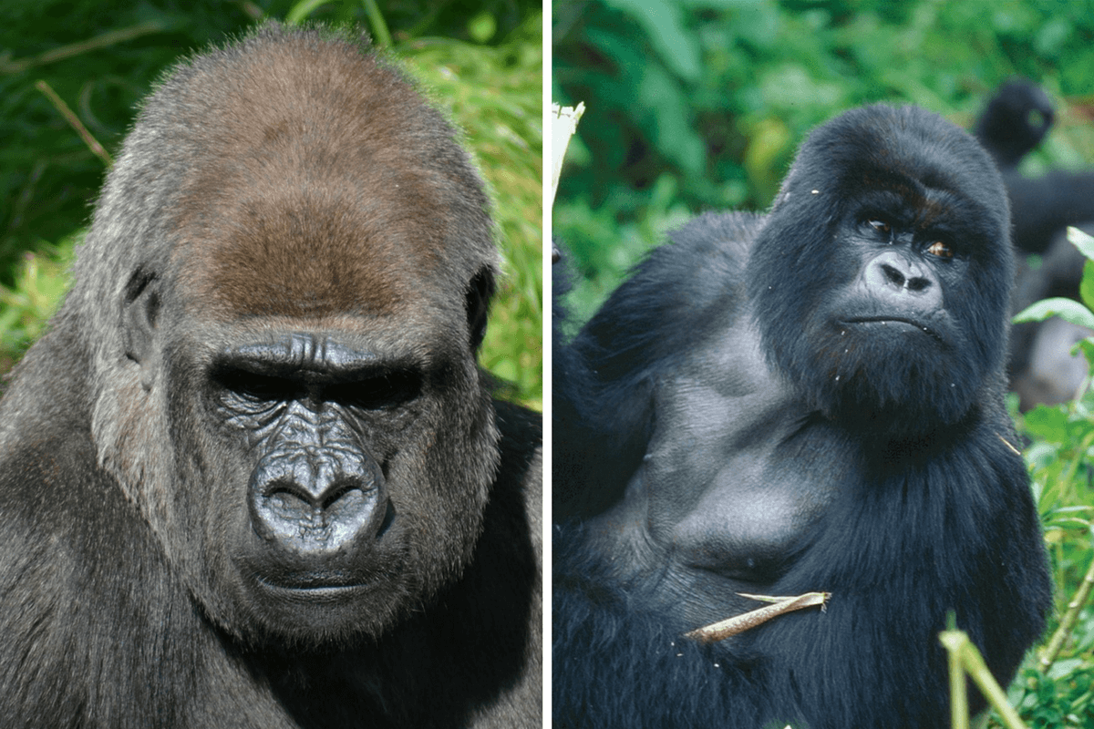 All You Need to Know About Gorilla Trekking