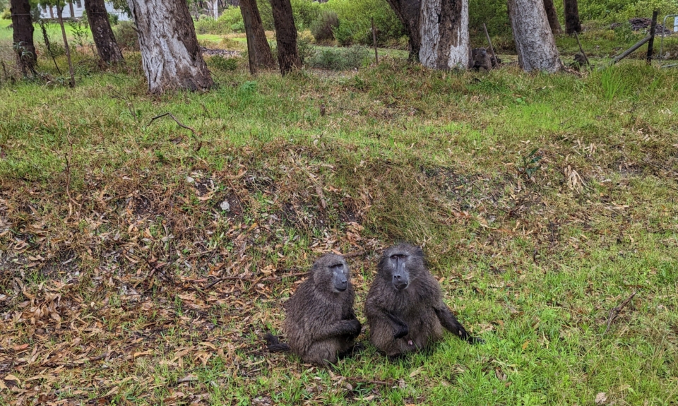 Memorable Adventures in Cape Town from Table Mountain to Robben Island