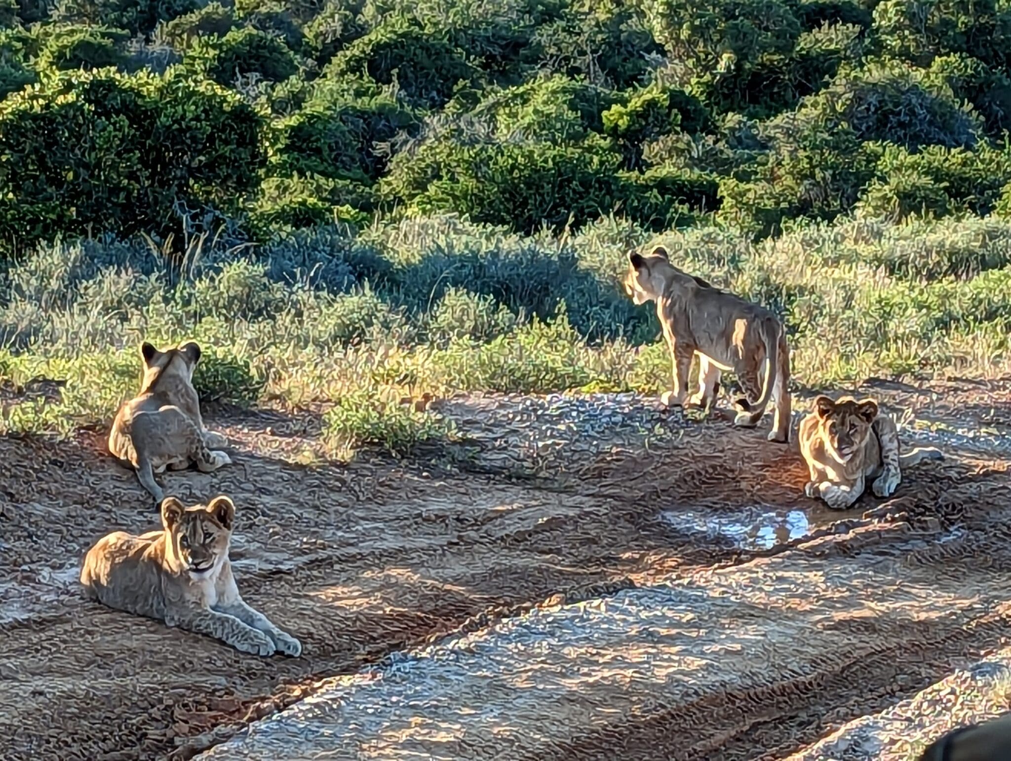 The Ultimate South Africa Safari: Encounter the Big Five in the Wild