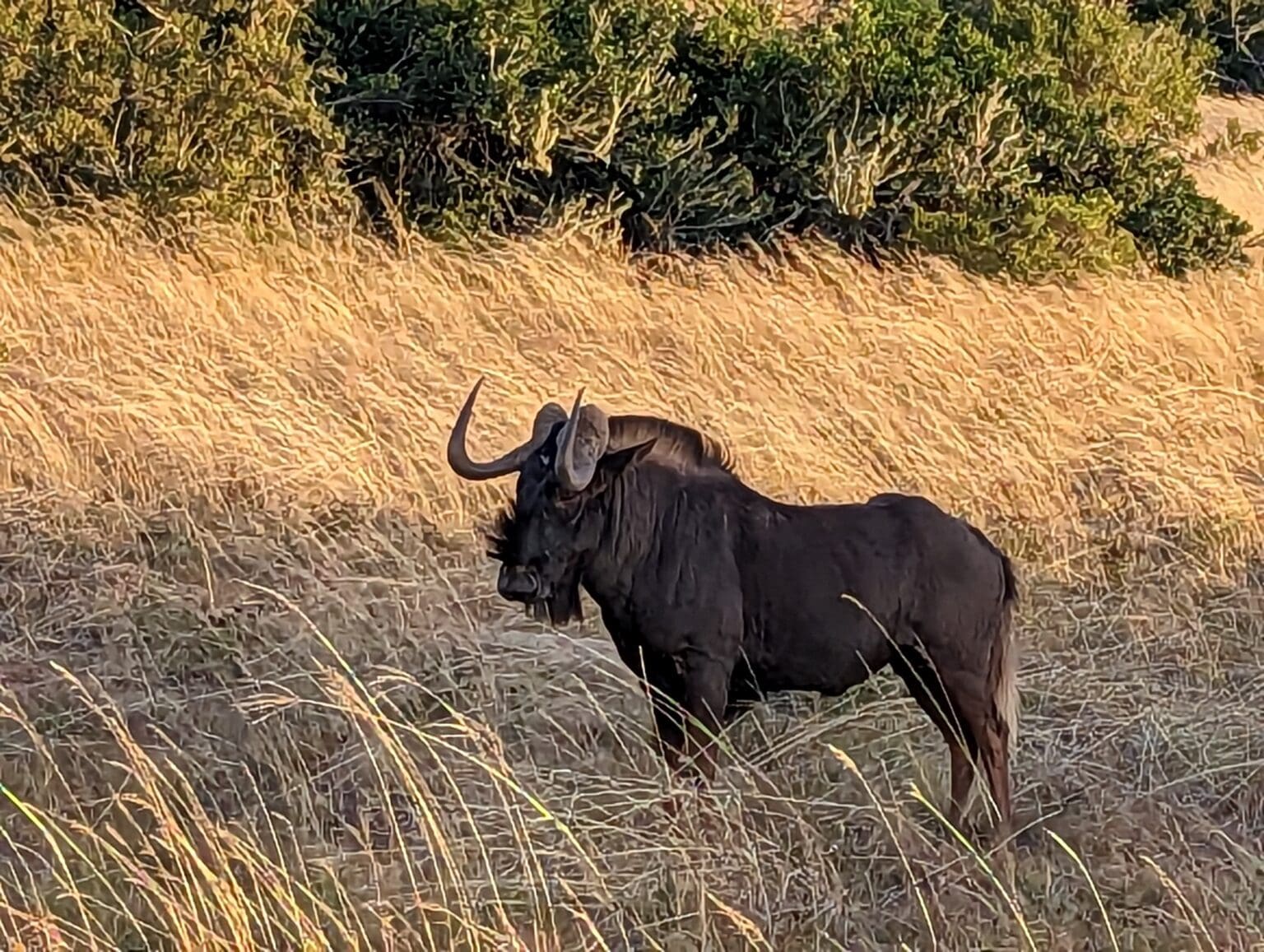 The Ultimate South Africa Safari: Encounter the Big Five in the Wild