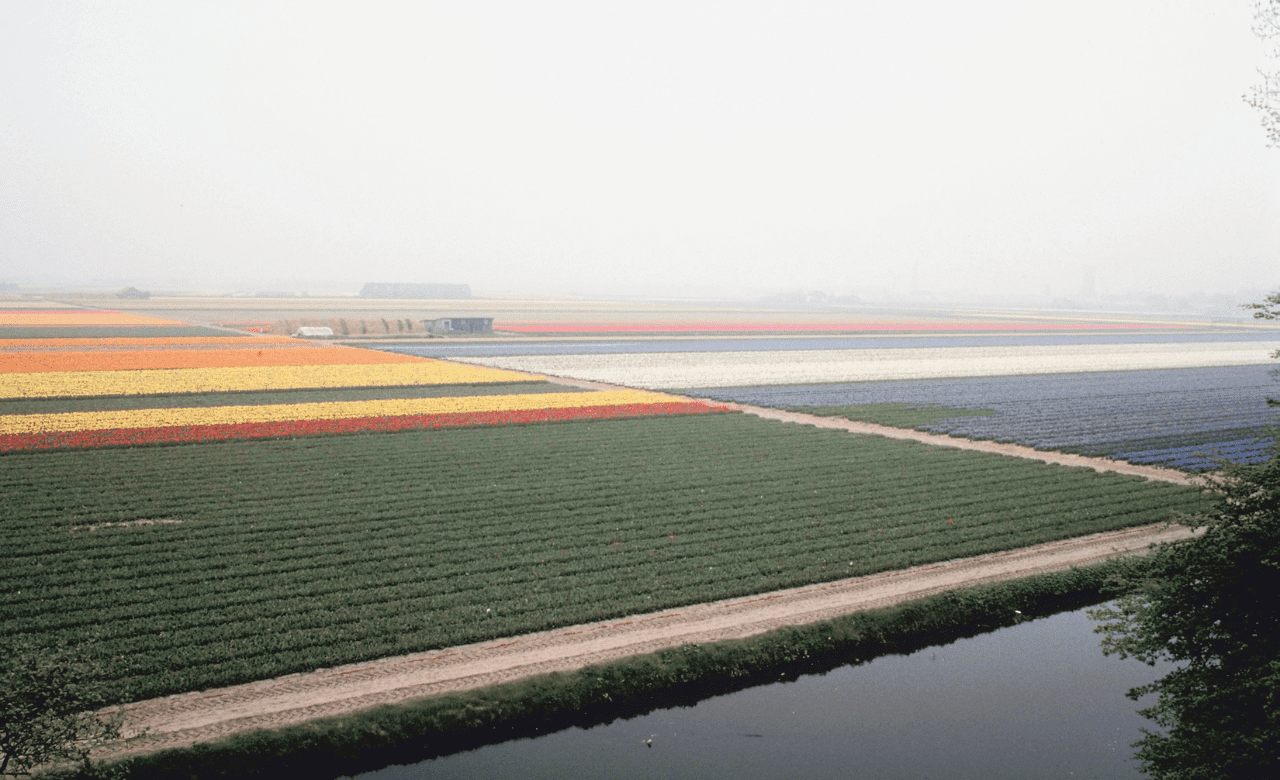 Rejoice in the Colorful Magic of Keukenhof: Your Tulip Time Guide ...