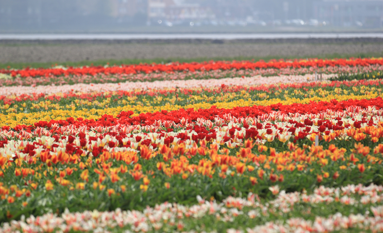 Rejoice in the Colorful Magic of Keukenhof: Your Tulip Time Guide ...