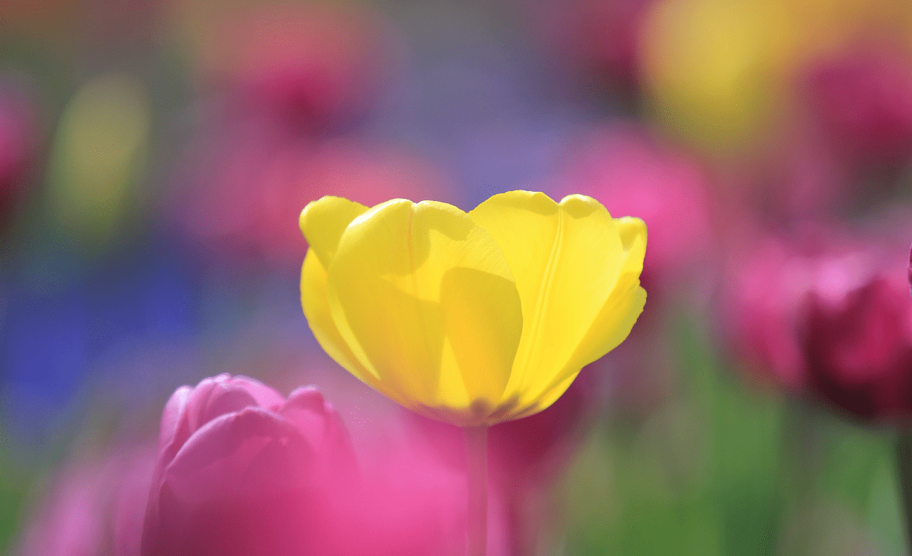 Rejoice in the Colorful Magic of Keukenhof: Your Tulip Time Guide ...