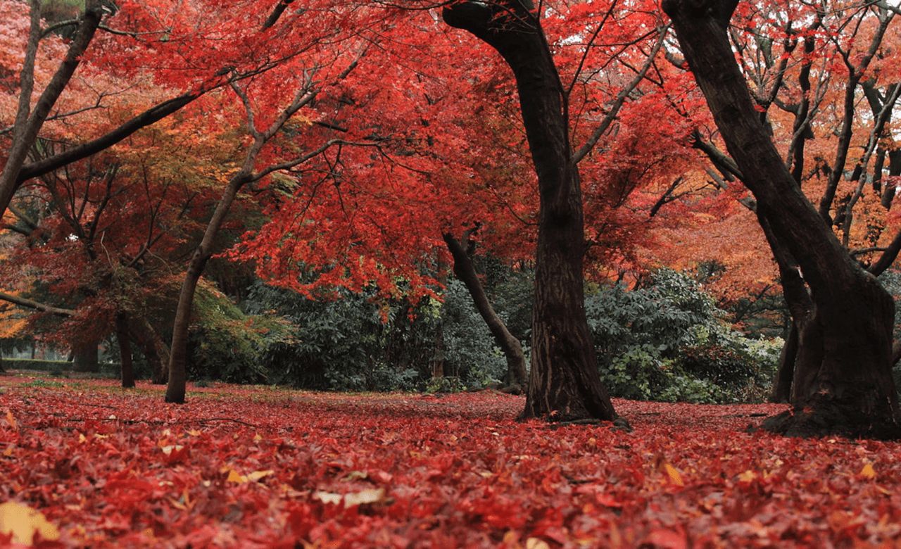Japan in Autumn: A Curated Guide to the Season of Splendor - Covington ...